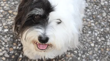 How to strengthen the bond with your dog in just 10 minutes a day