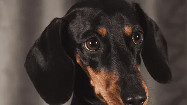 What dogs do when they feel their life is ending, according to ...