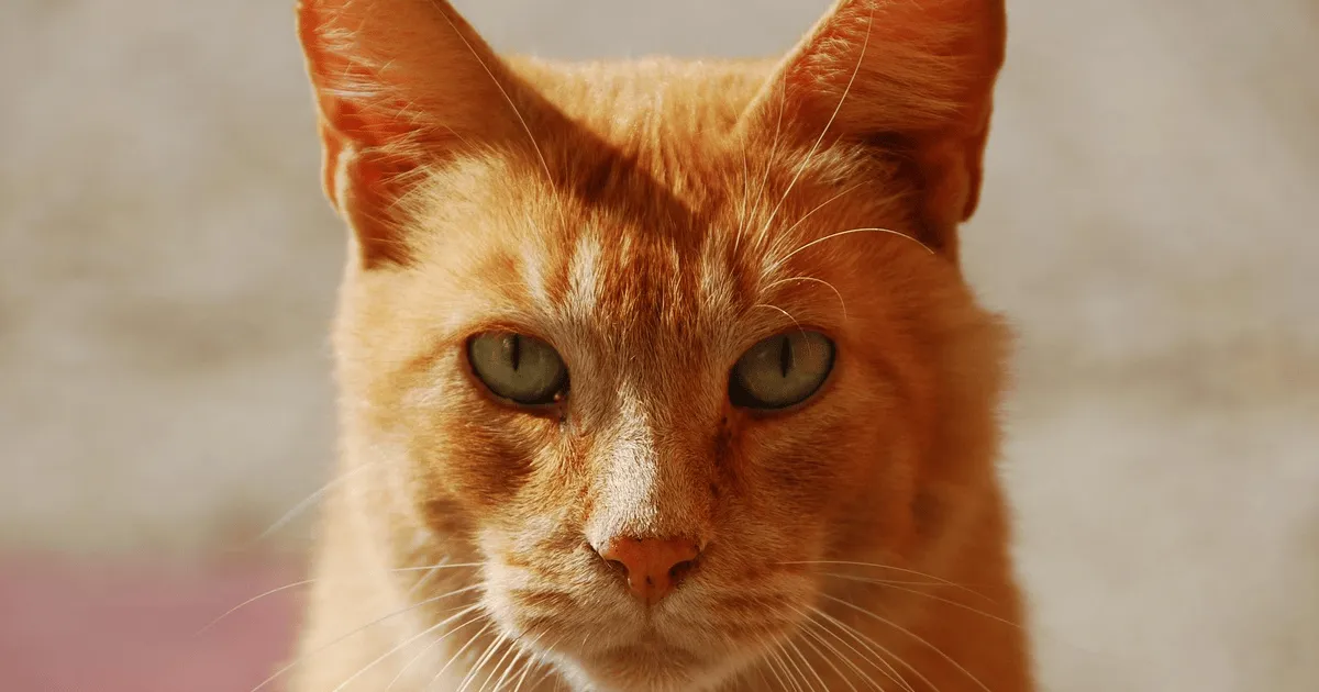 This is how a cat acts when it feels its life is about to end