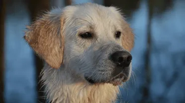 9 things your dog hopes you learn from him before he dies
