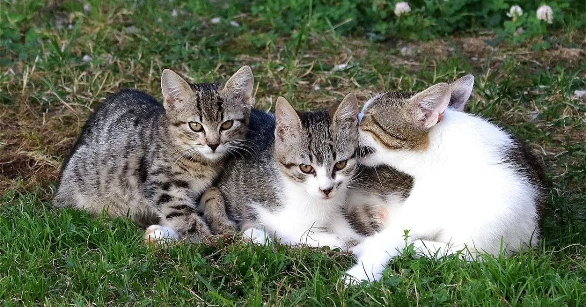 How to Help Your Cat Build Trust and Adapt to Other Cats at Home