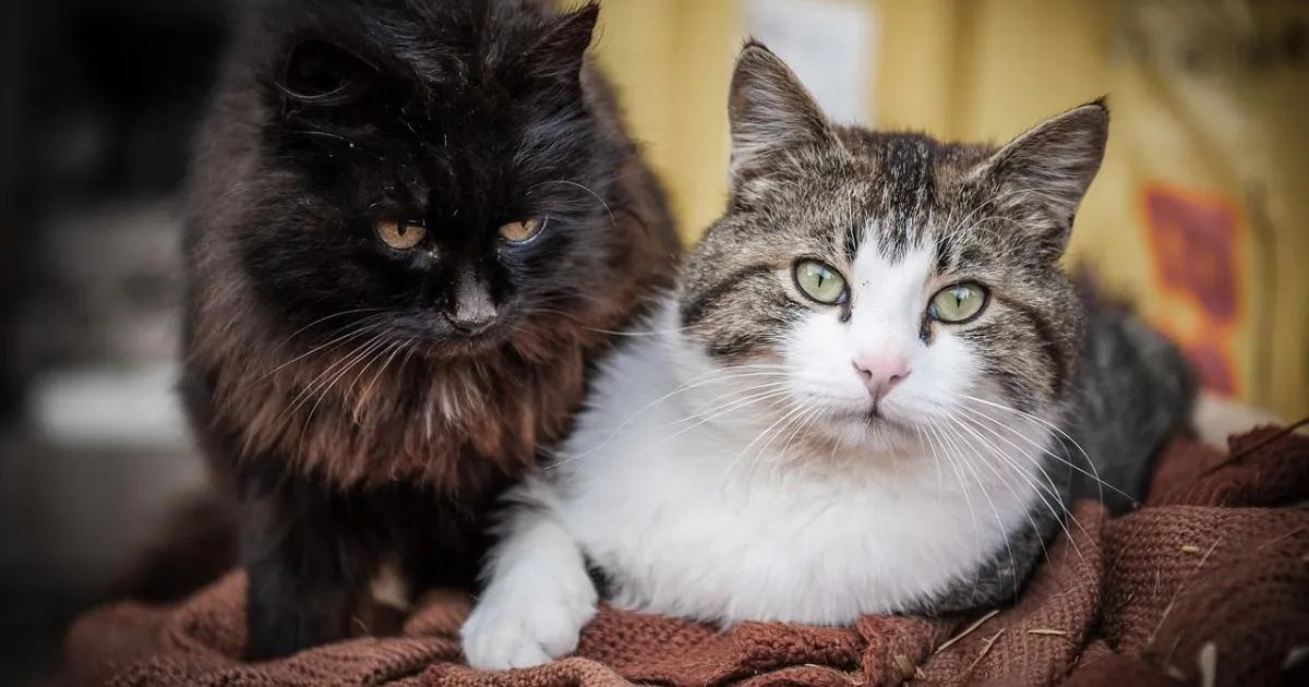 If Your Cat Does These 9 Things, Theyre Definitely Not Like Other Cats