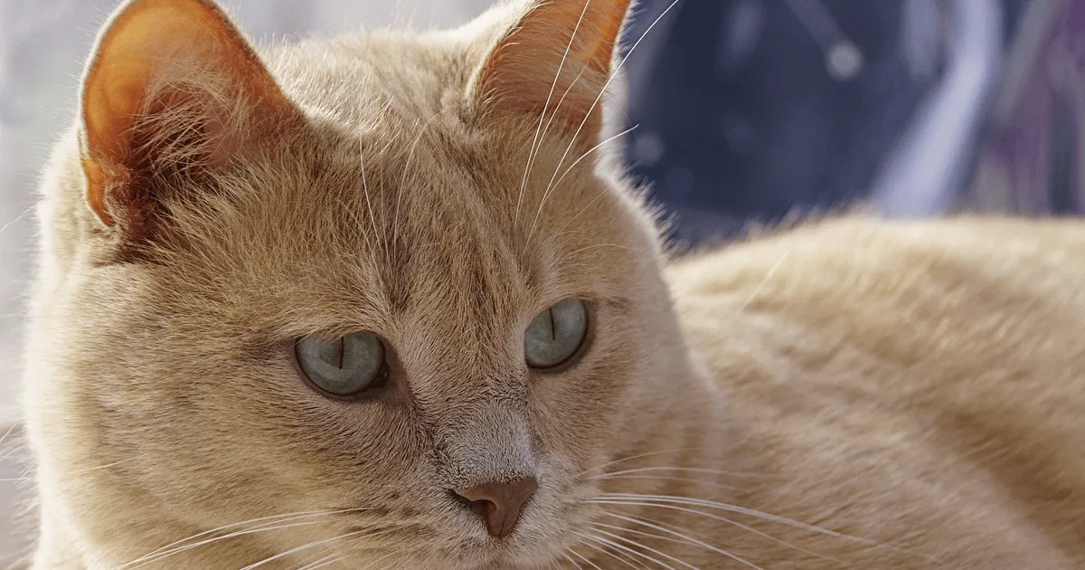16 signs your cat feels ignored