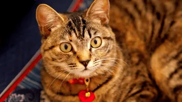 8 silent signs your cat uses to communicate with you