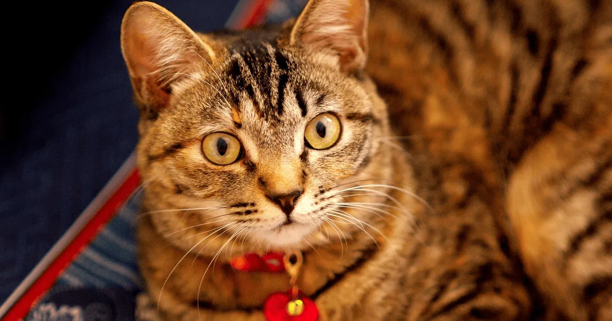 8 silent signs your cat uses to communicate with you