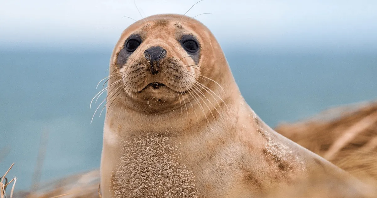 Top 7 animals that most often reject their young in the wild