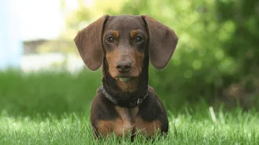 Pet Safety Alert: 9 Veterinary Red Flags Every Owner Must Know