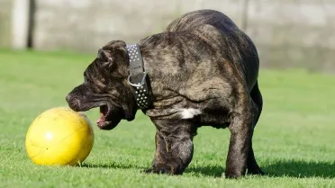 Fruits Dogs Can Safely Eat: 10 Healthy Options in the Right Portions