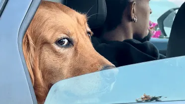 ¿Quién dijo que no hay perritos "creídos"? Golden se viraliza por ...