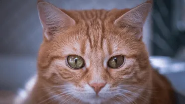 Why do orange cats exist? Science explains