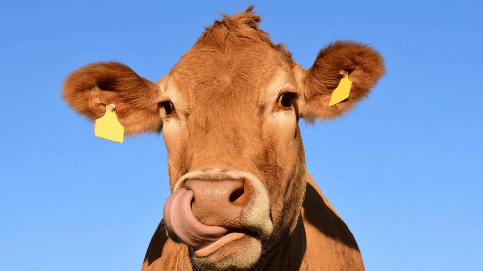 You might start to love cows after learning these 8 facts