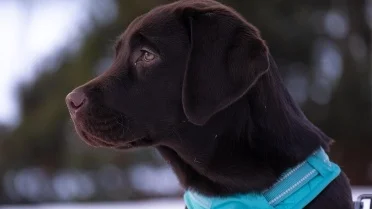 Ranking of the 12 sweetest (and most loyal to those they love) dog breeds