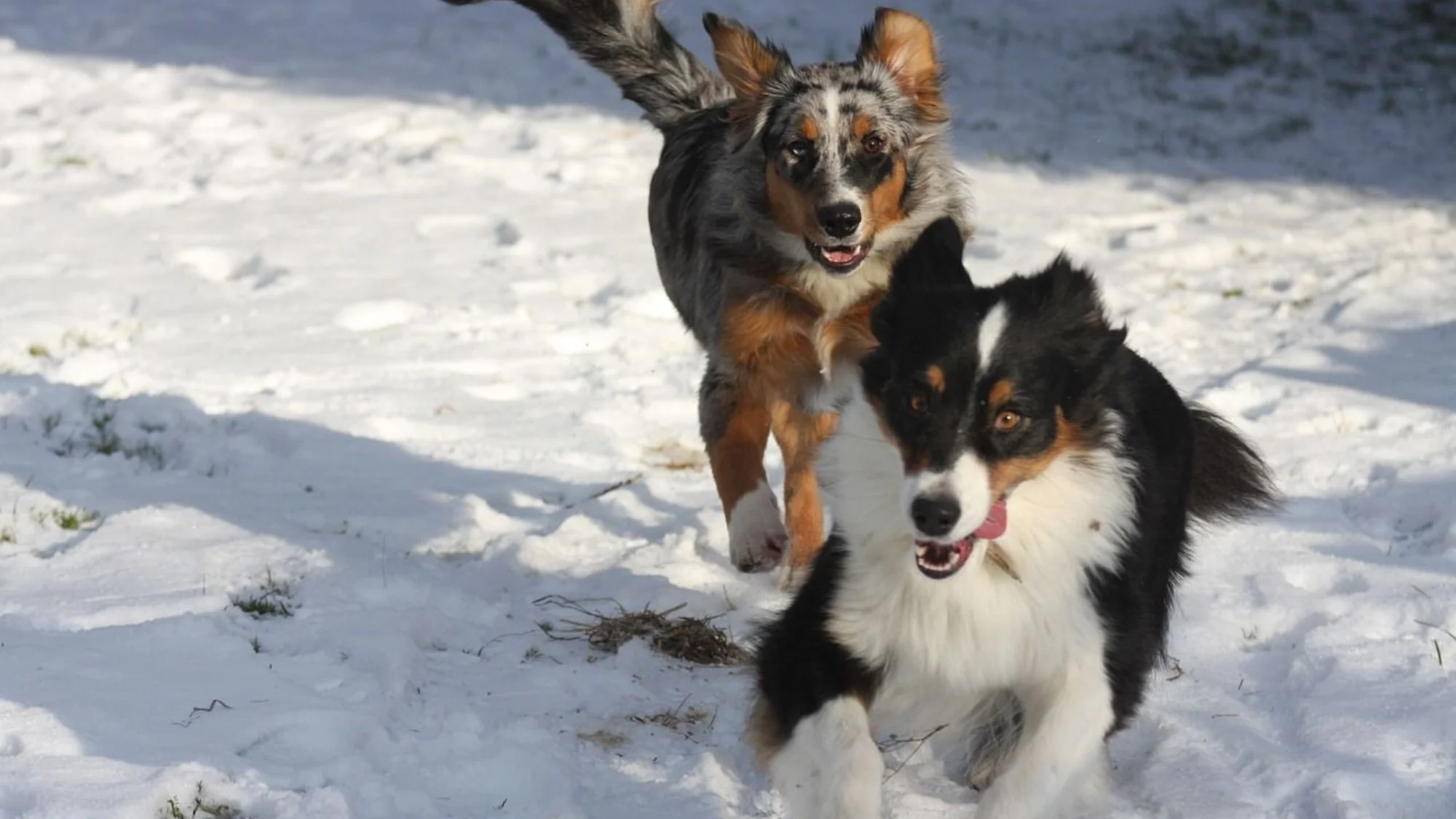 Experts explain why dogs wag their tails and what each movement means