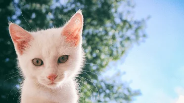 5 adorable things about cats that all owners don't know about their pets