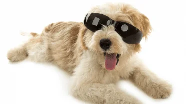 The "Zoomies" Explained: Why Dogs Suddenly Run Like Crazy