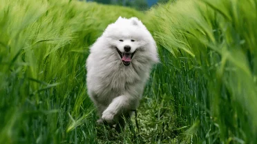 The "Zoomies" Explained: Why Dogs Suddenly Run Like Crazy