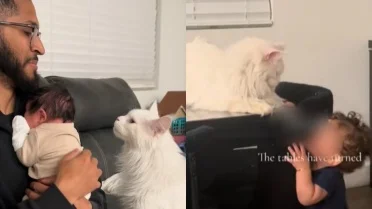 The first meeting of an adorable Maine Coon kitten with her new baby ...