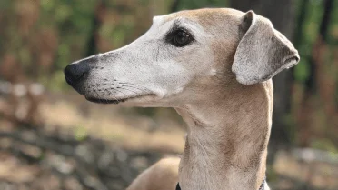 10 luxury dog breeds with high price tags