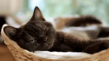 Why cats make biscuits: 5 reasons behind this adorable habit of your cat