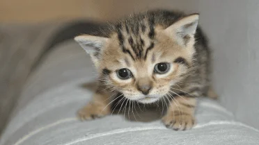Why cats make biscuits: 5 reasons behind this adorable habit of your cat
