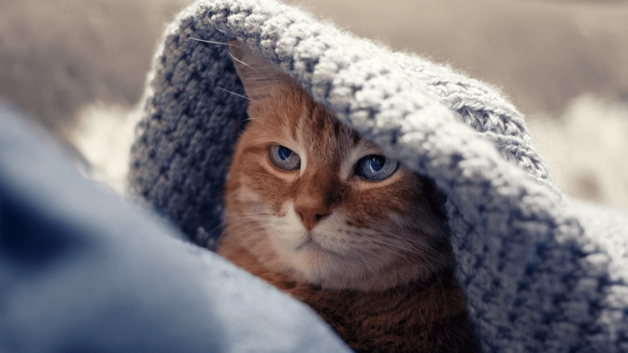 What it really means when your cat follows you everywhere