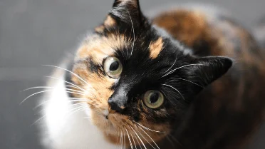 Here's how you can interpret your cat's tail movements at home