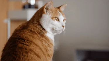 Here's how you can interpret your cat's tail movements at home