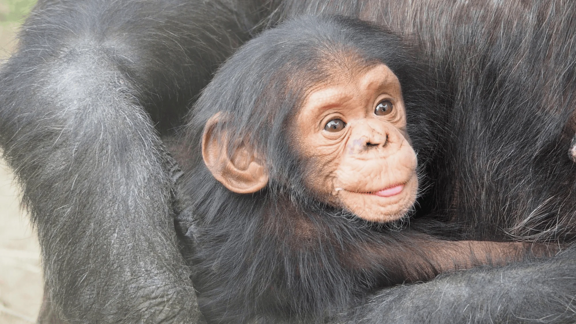 Most social animals on earth: Is your favorite species on the list?