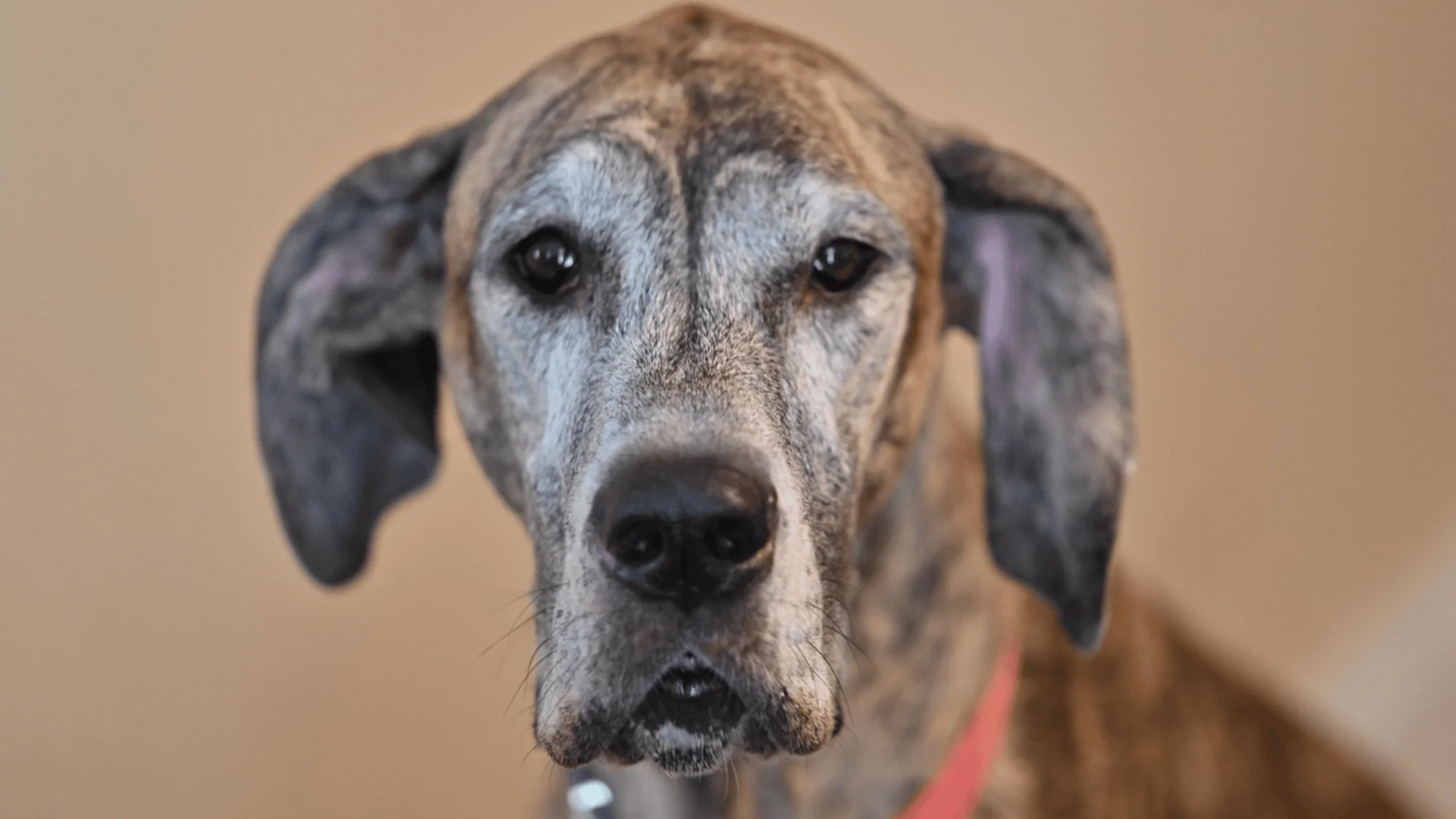 21 dog breeds considered the most "well-behaved" by experts