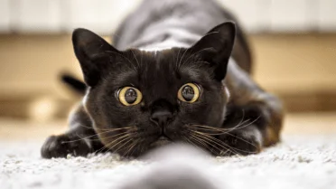 You broke your cat's heart without realizing it, and now he's angry ...