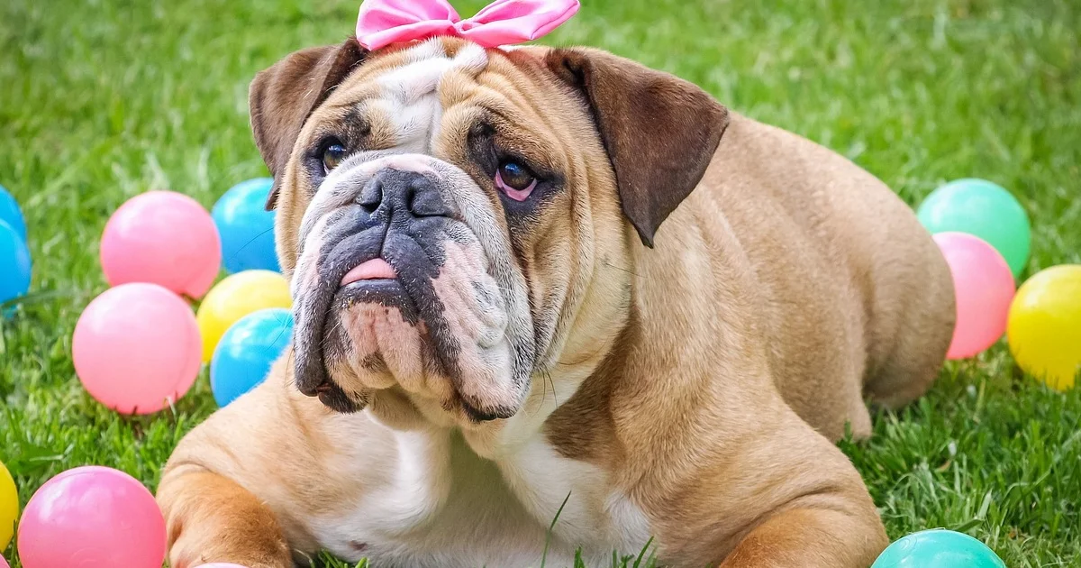 10 dog breeds with the lowest IQ according to the American Kennel Club ...