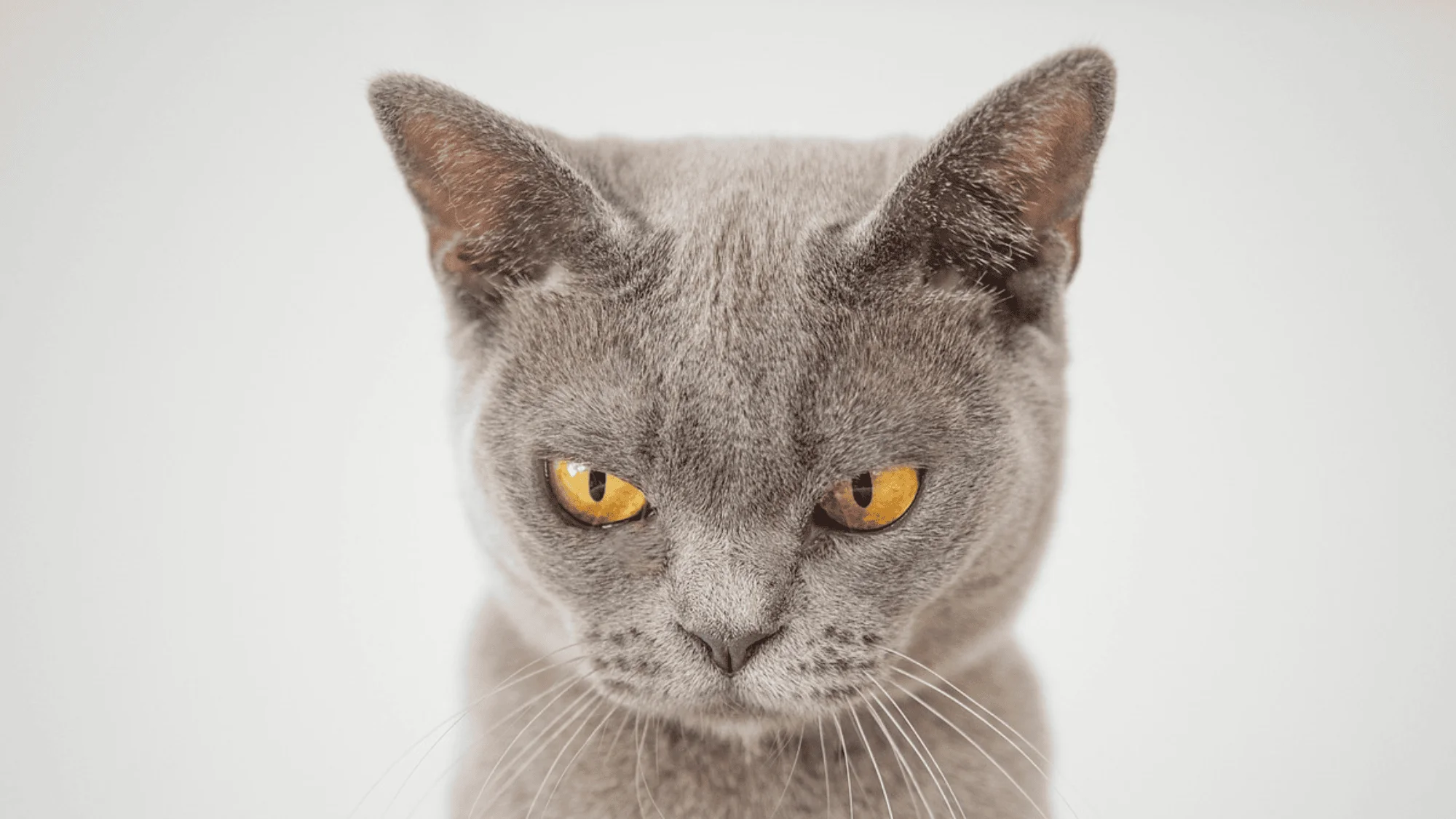 Is your cat uncomfortable? These 10 smells could be the cause (they ...