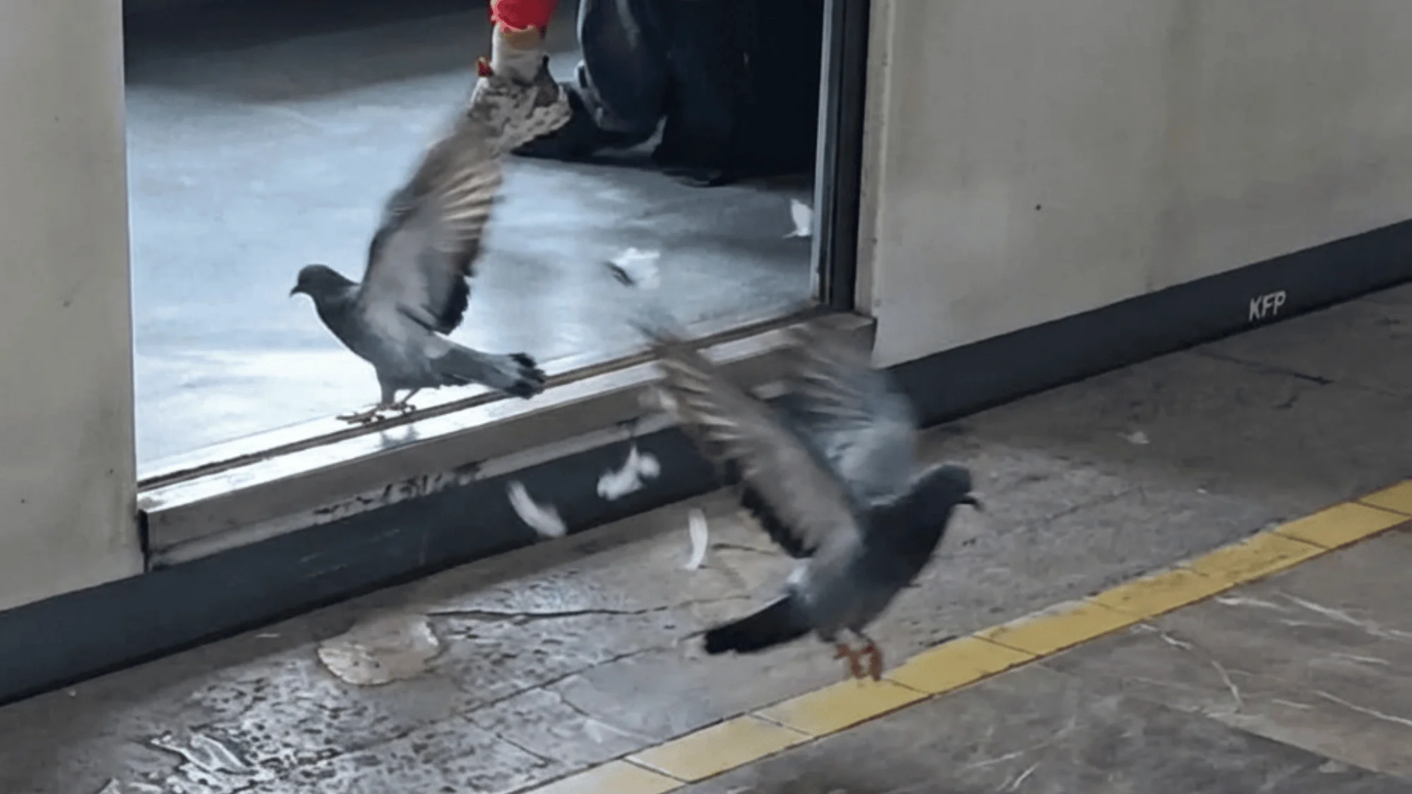 Move over, 'La La Land': The CDMX Metro pigeon drama thats breaking the ...