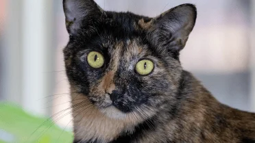 Your cats color decoded: 10 personality traits vets see again and again