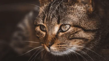 Your cats color decoded: 10 personality traits vets see again and again
