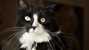 Your cats color decoded: 10 personality traits vets see again and again