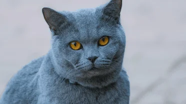 Your cats color decoded: 10 personality traits vets see again and again