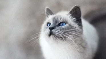 If your cat does this, it means something deeper (and that deeper ...