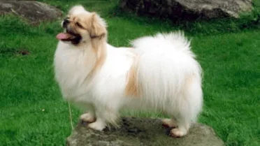 17 chill dog breeds made for homebodies and introverts