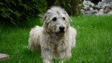 17 chill dog breeds made for homebodies and introverts