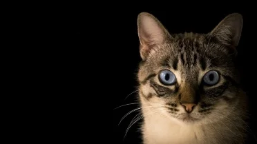 10 lessons I learned being a mom to a rescued cat