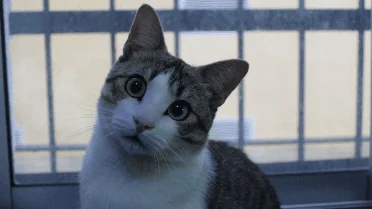 8 silent signs your cat is upset or jealous?