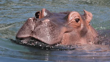 The Surprising Truth About Animals That Attack Without Warning Signs