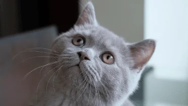 Did you lose your cat? This Japanese trick helps many owners get their ...