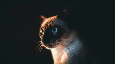 The 10 Most Mischievous Cat Breeds with the Biggest Hearts