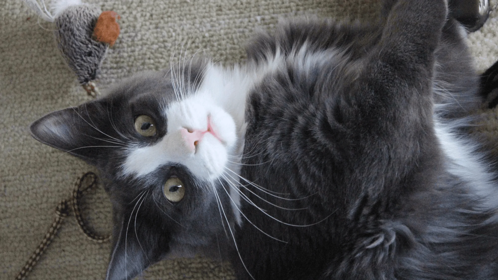 10 curious and funny ways your cat shows you how it feels