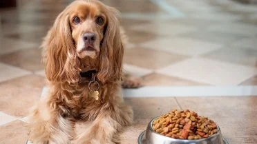 10 myths about dog food that purina wants you to stop believing