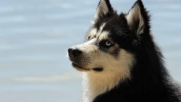 10 dog breeds that resemble wild animals more than pets