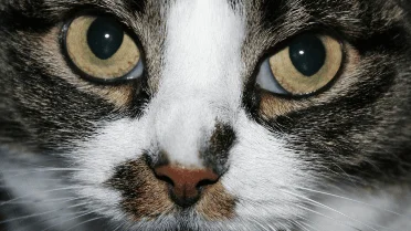 12 strange things cats love that almost no one notices