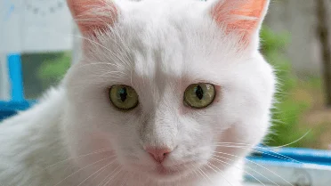 Why some cats follow you to the bathroom, according to science